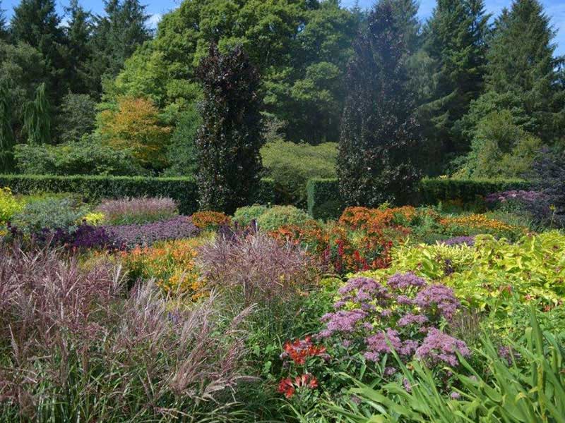 English Cottage Garden Shrubs